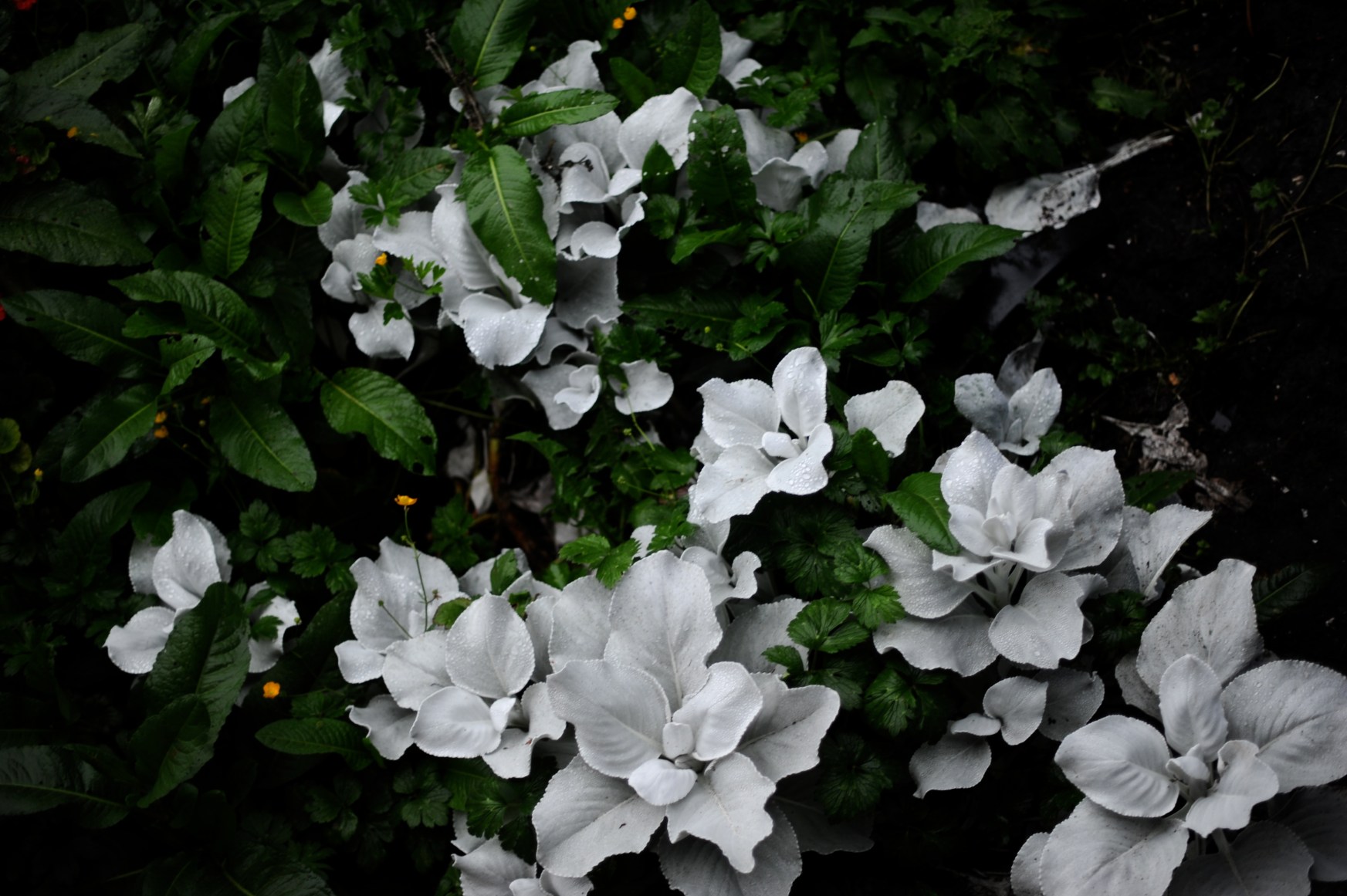 Que Lindo es Melinka – Los Rodriguez Life